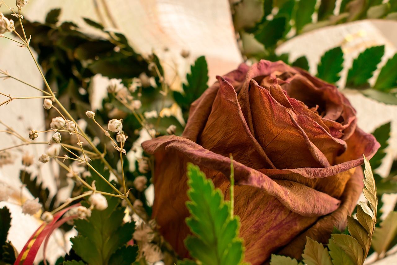 Rosa Marchita Flor Rojo - Foto gratis en Pixabay - Pixabay