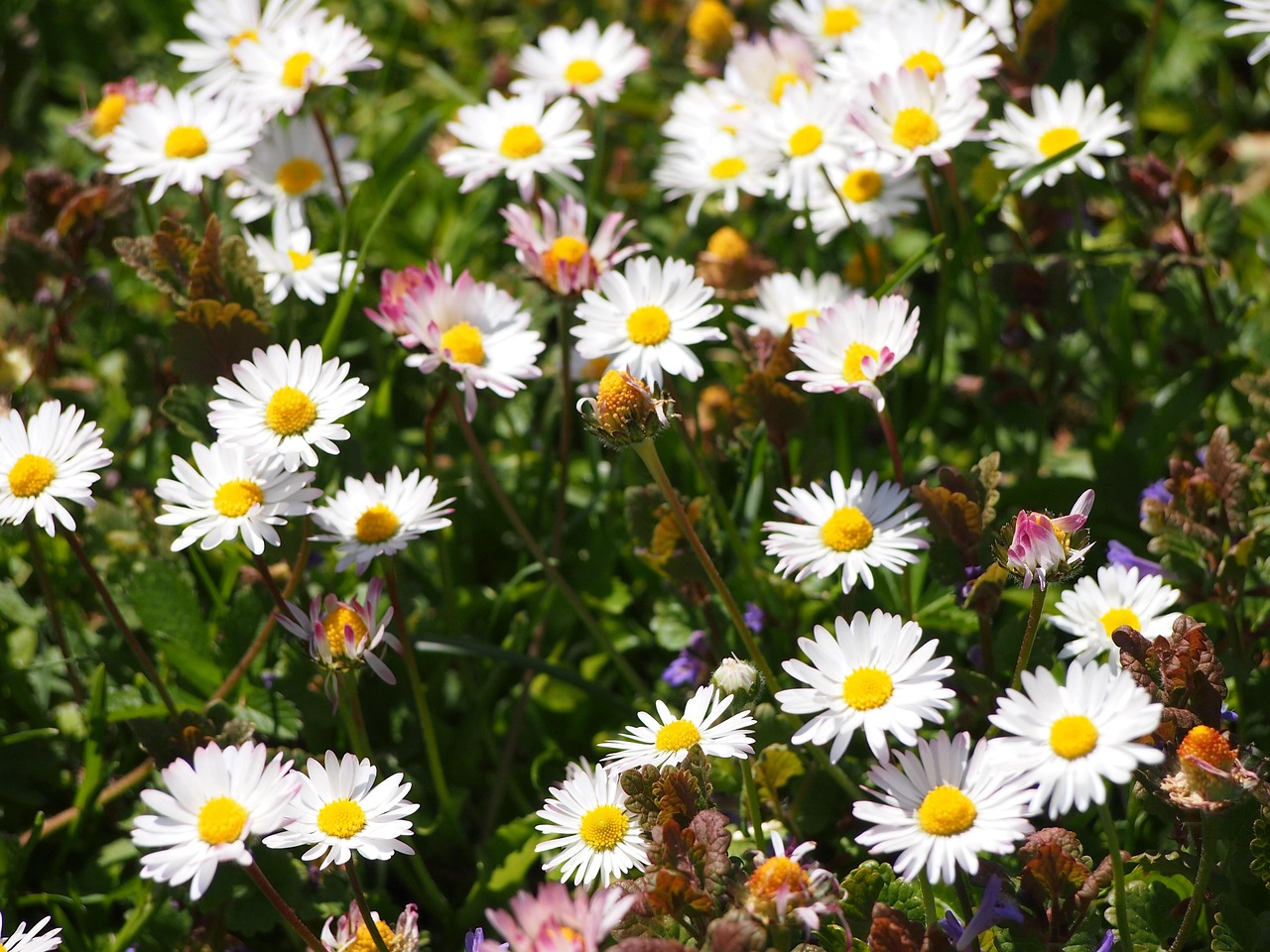 Bunga Padang Rumput Margrith - Foto gratis di Pixabay - Pixabay