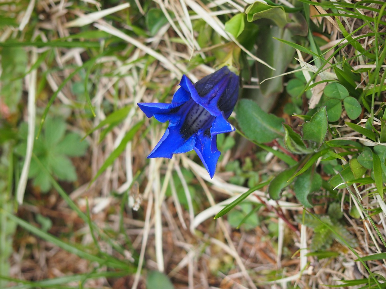 Genciana Azul Campana - Foto gratis en Pixabay - Pixabay