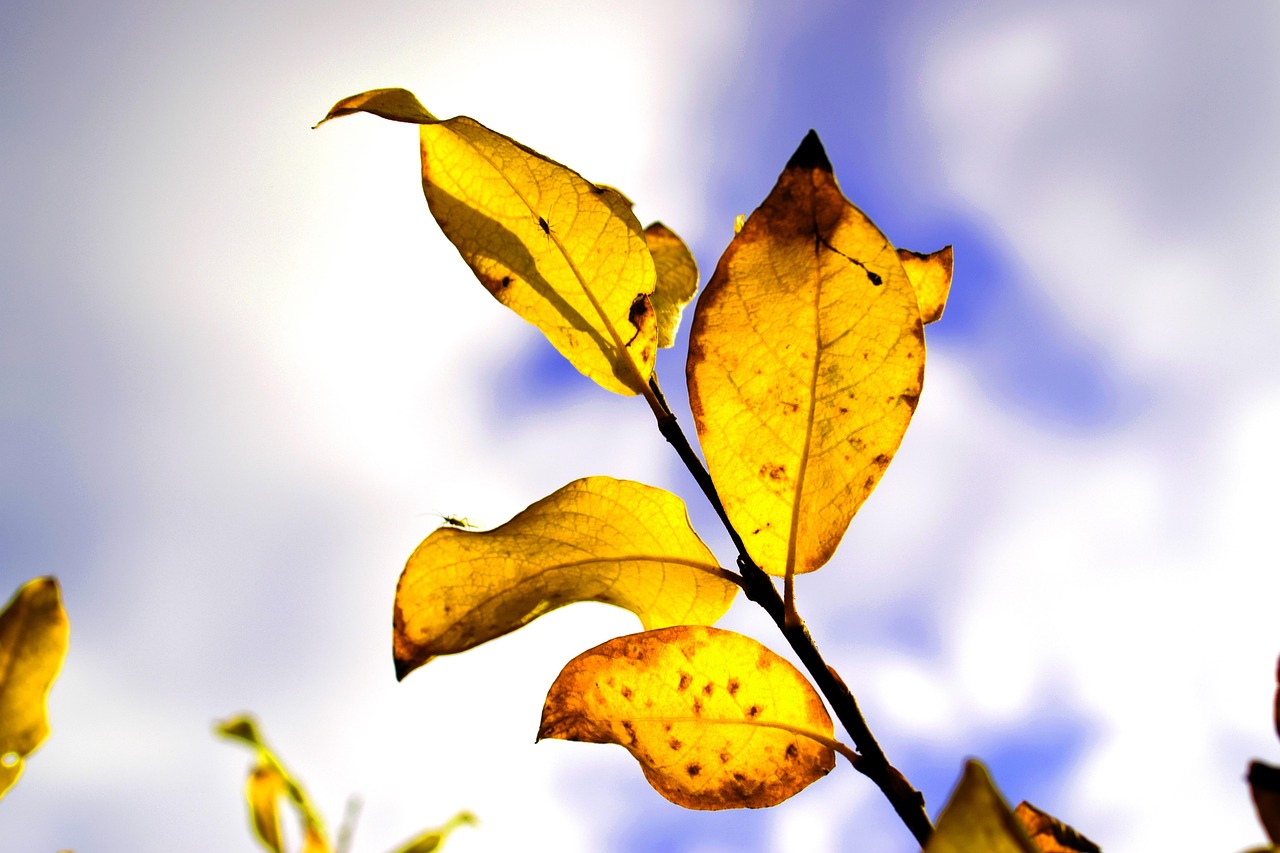 La Nature Automne Feuille - Photo gratuite sur Pixabay - Pixabay