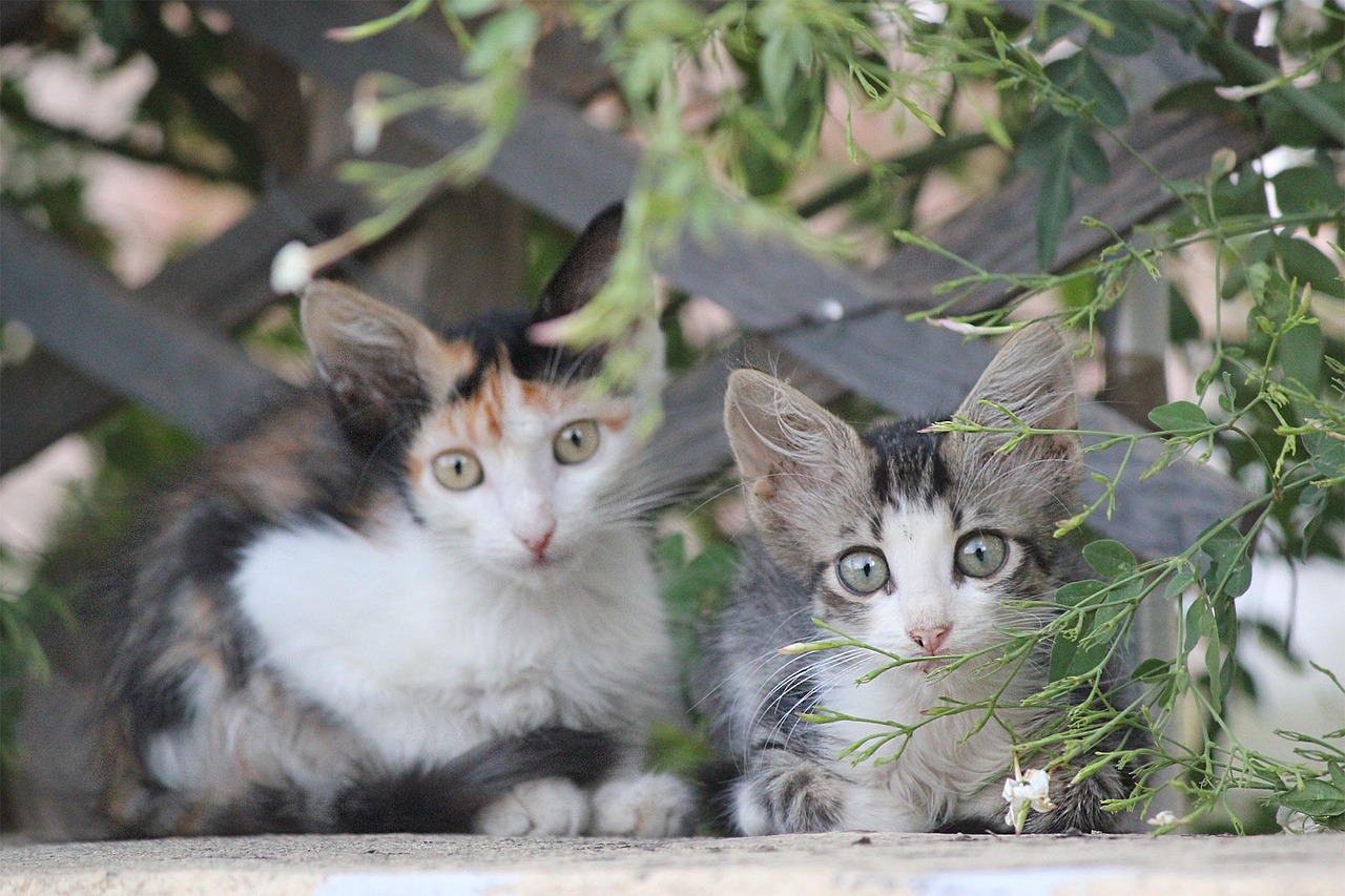 Kittens Cats Beautiful - Free photo on Pixabay - Pixabay