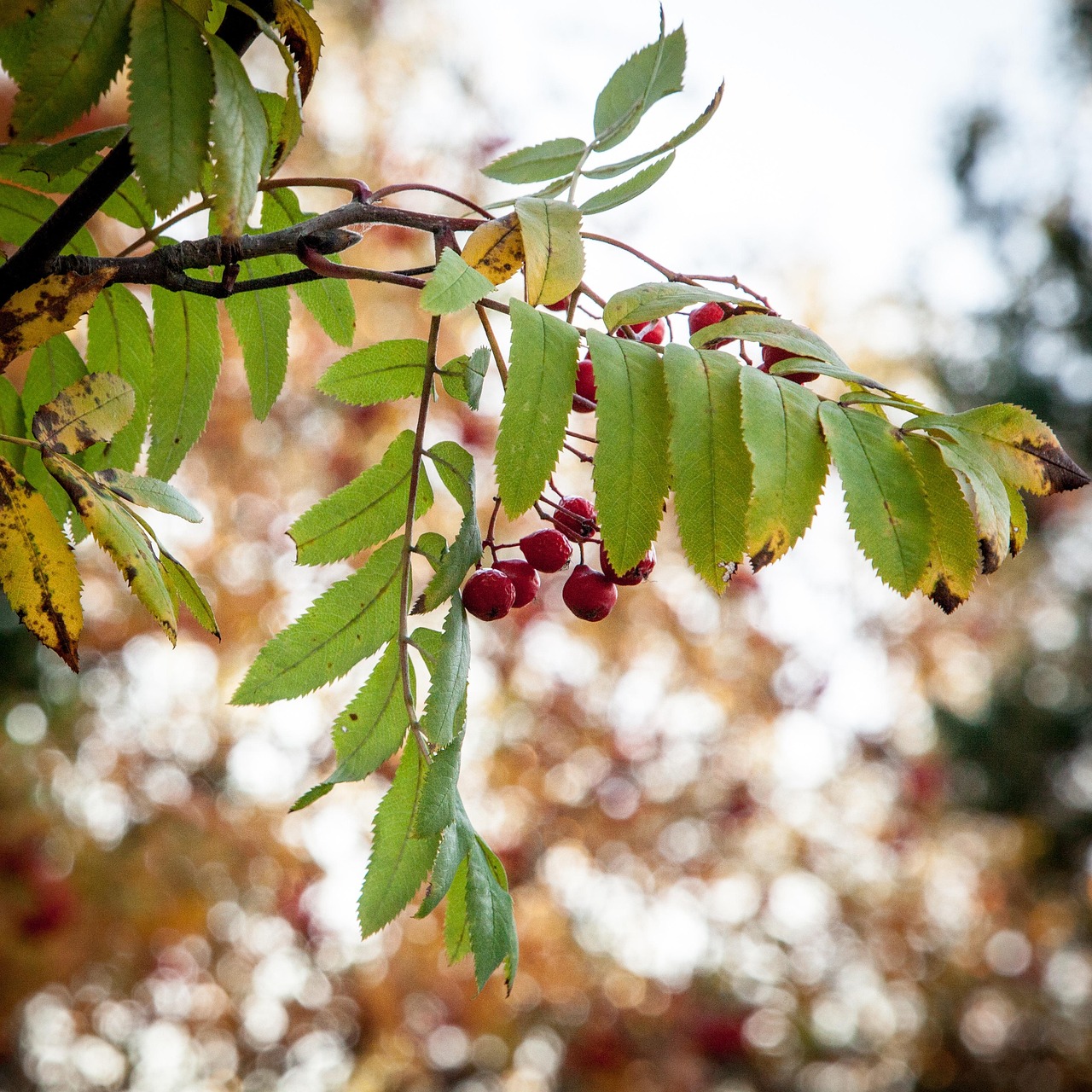 Rowanberry Fall Autumn - Free photo on Pixabay - Pixabay