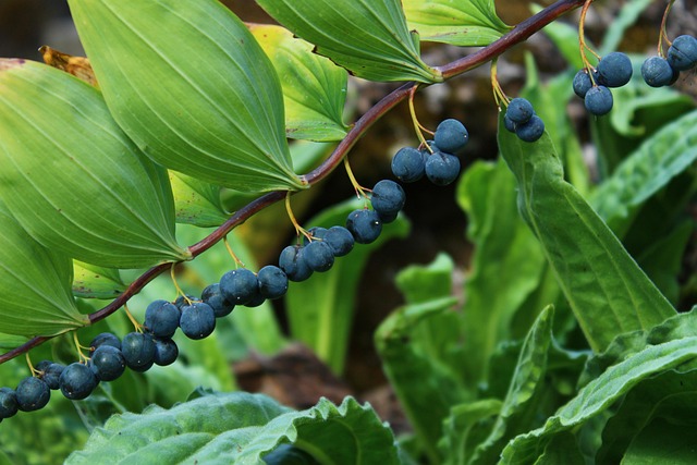 Baga Azul Plantar - Foto gratuita no Pixabay - Pixabay