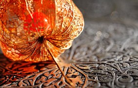 Lampionblume Physalis Alkekengi - Free photo on Pixabay
