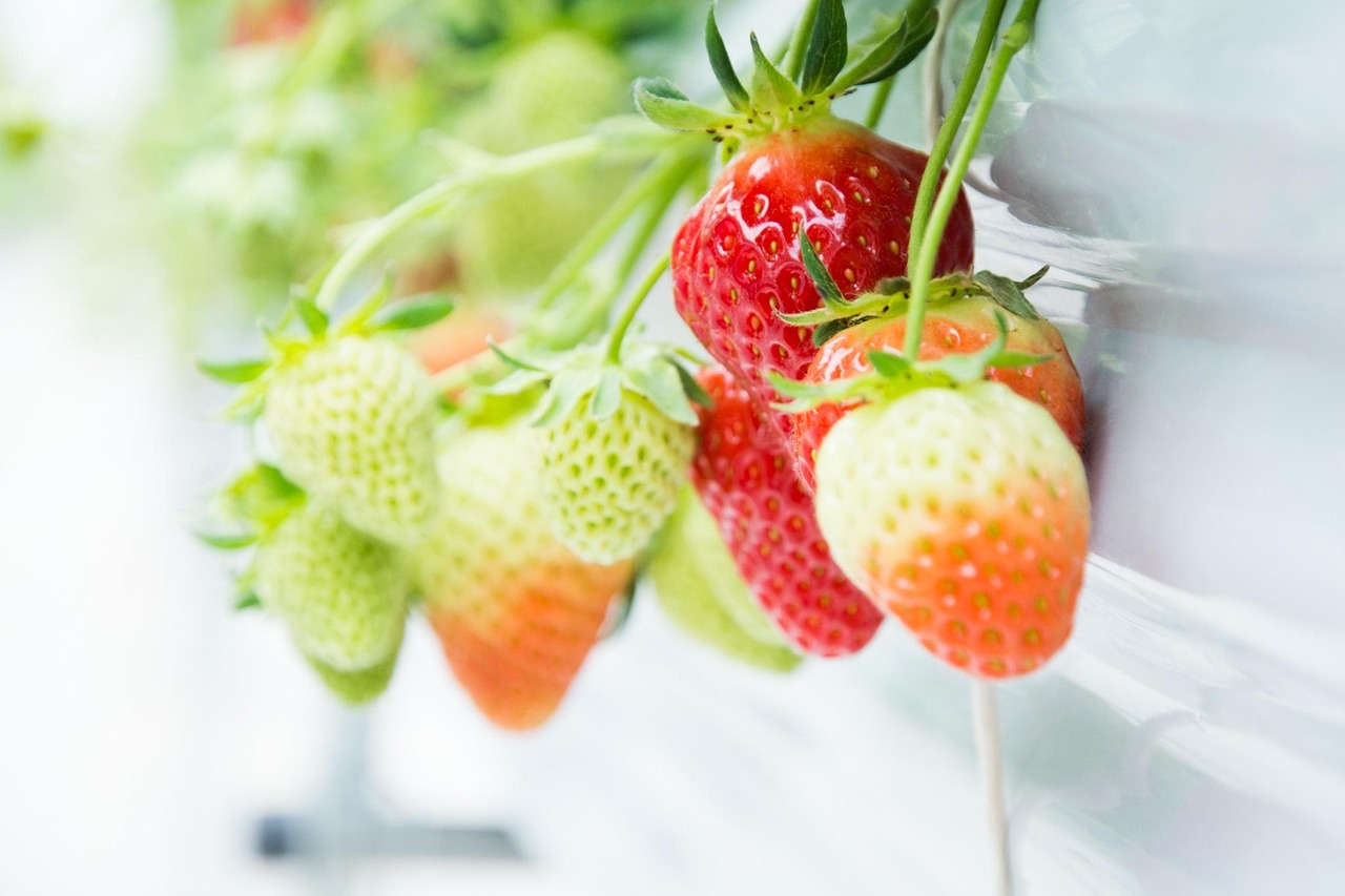 7,000+ Free Strawberry & Fruit Images - Pixabay