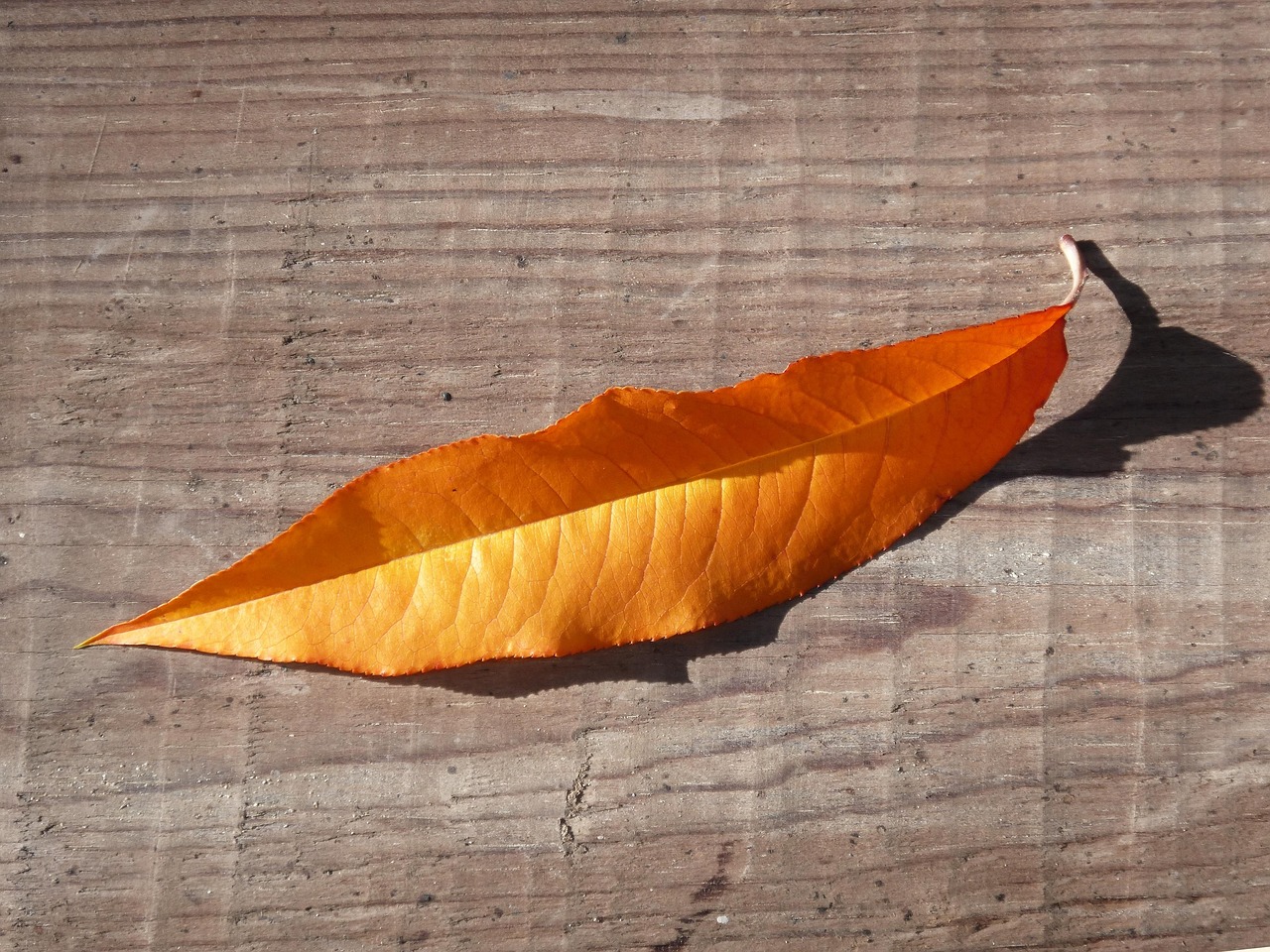 Folha Amarelo Vermelha - Foto gratuita no Pixabay - Pixabay