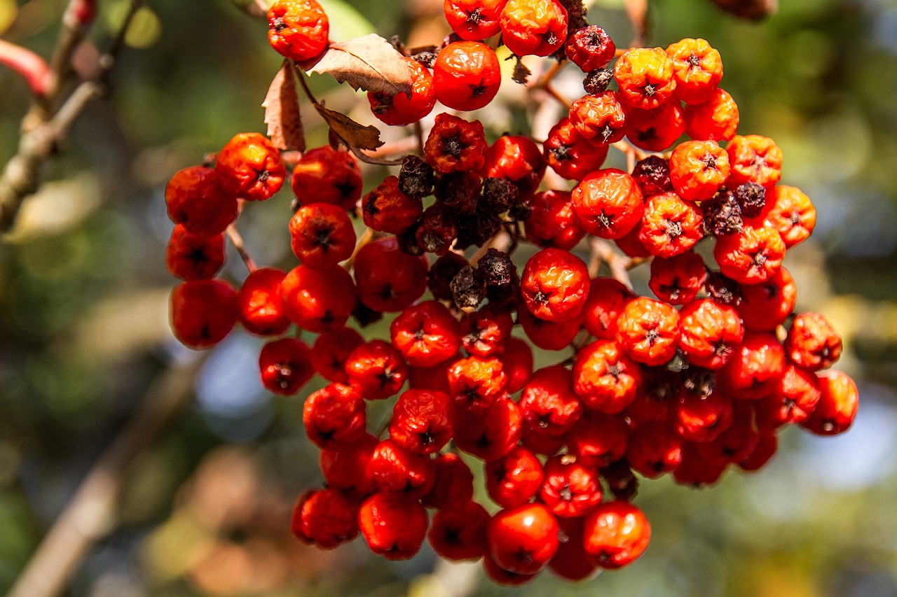 Rowanberry Red Fruit - Free photo on Pixabay - Pixabay
