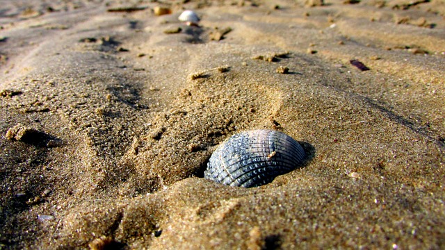 30,000+ Free Seashells On The Beach & Seashell Images - Pixabay