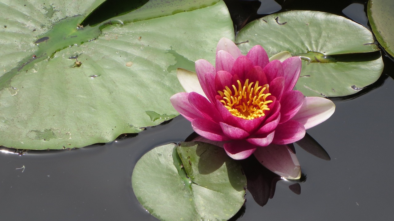Lirio De Agua - Foto gratis en Pixabay - Pixabay