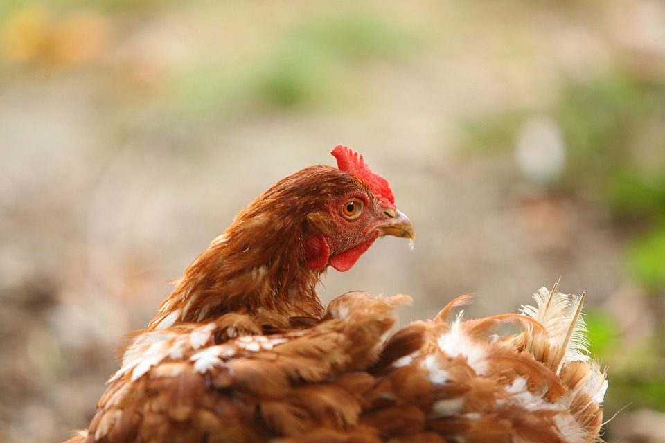 Laying Hen Chicken - Free photo on Pixabay - Pixabay
