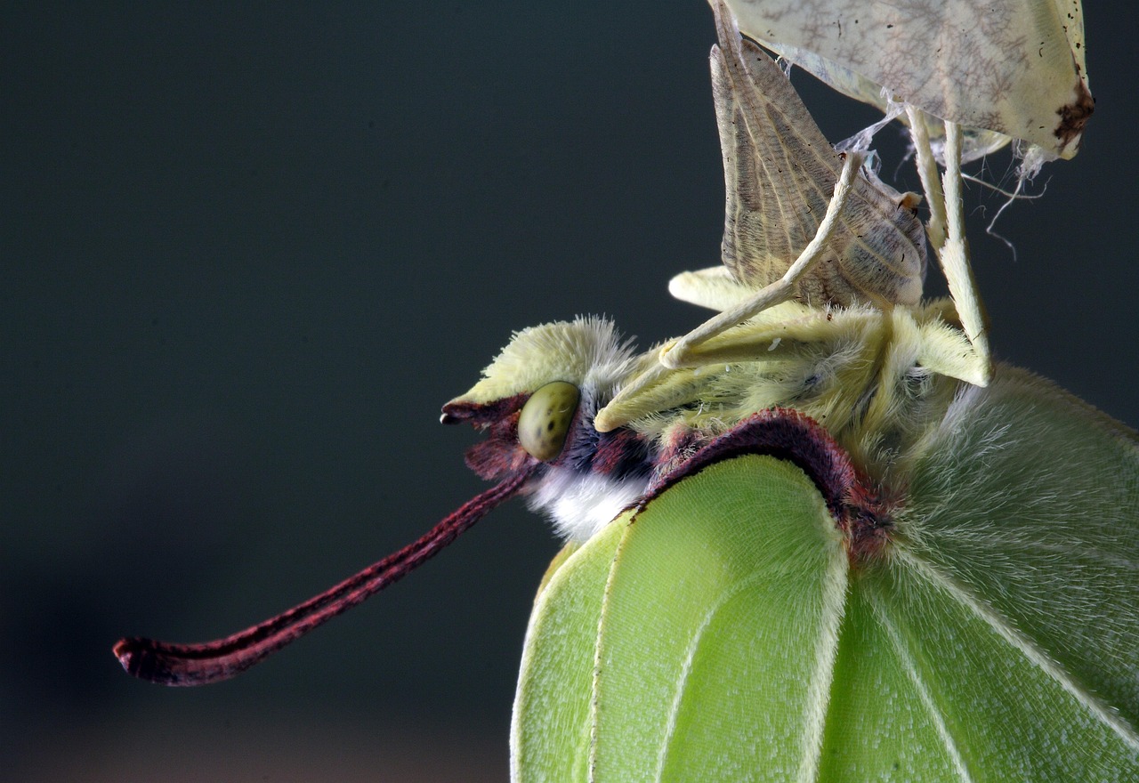 Mariposa De Cerca Macro - Foto gratis en Pixabay - Pixabay