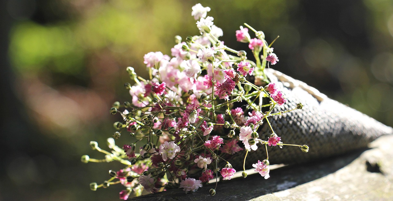 Bag Of Gypsophila - Free photo on Pixabay - Pixabay