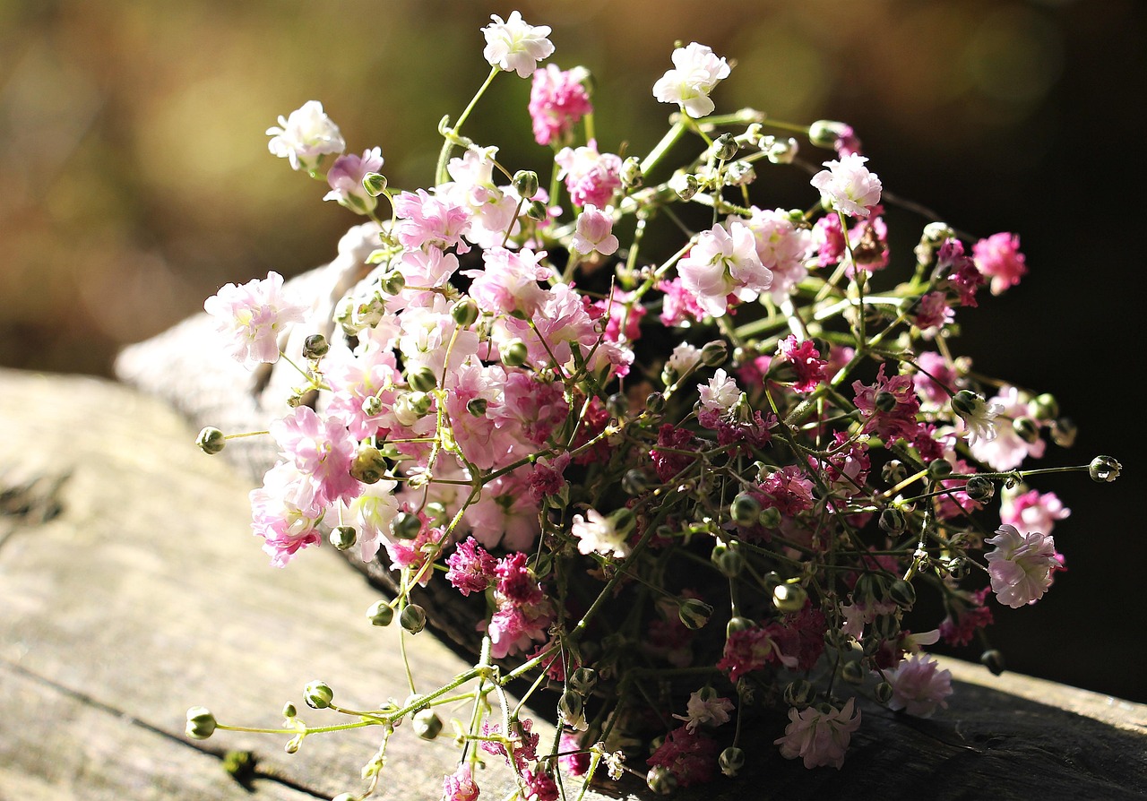 Bag Of Gypsophila - Free photo on Pixabay