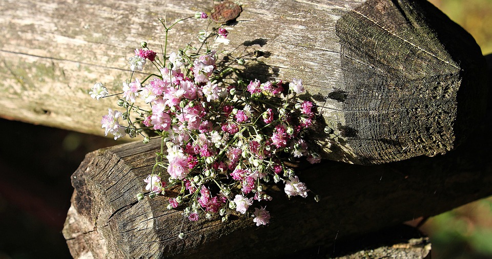 Bolsa De Gypsophila - Foto gratis en Pixabay