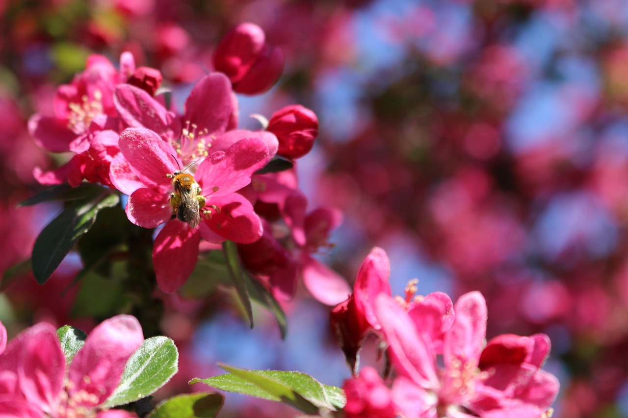 La Nature Fleur Le Printemps - Photo gratuite sur Pixabay - Pixabay