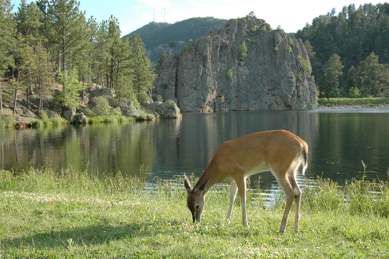 Nature Deer Lake - Free photo on Pixabay