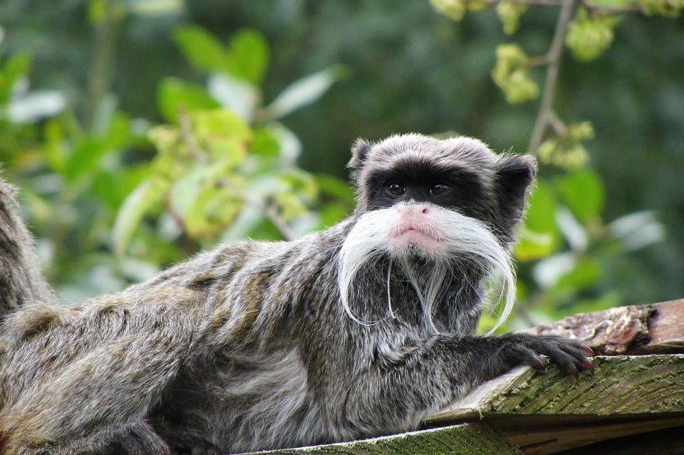 Emperor Tamarin Monkey Little - Free photo on Pixabay