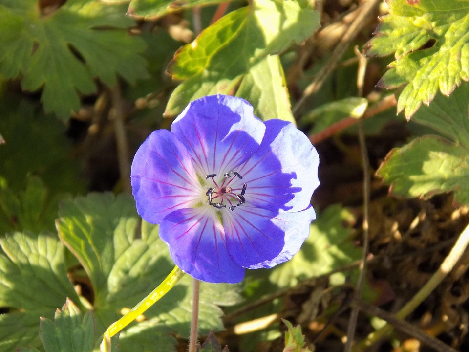 Cranesbill Family - Free photo on Pixabay - Pixabay