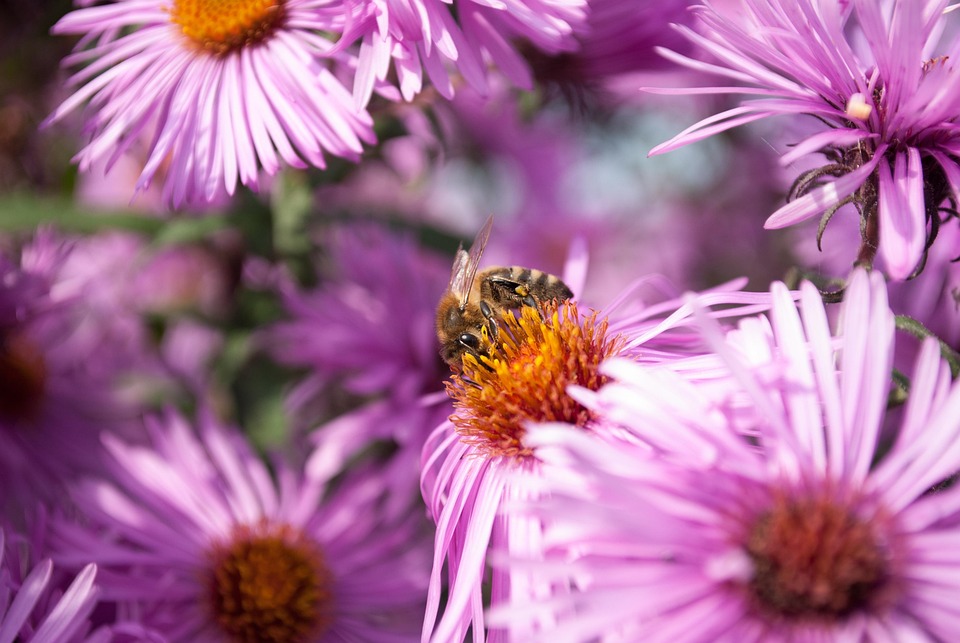 Bee Pollination Flowers - Free photo on Pixabay - Pixabay