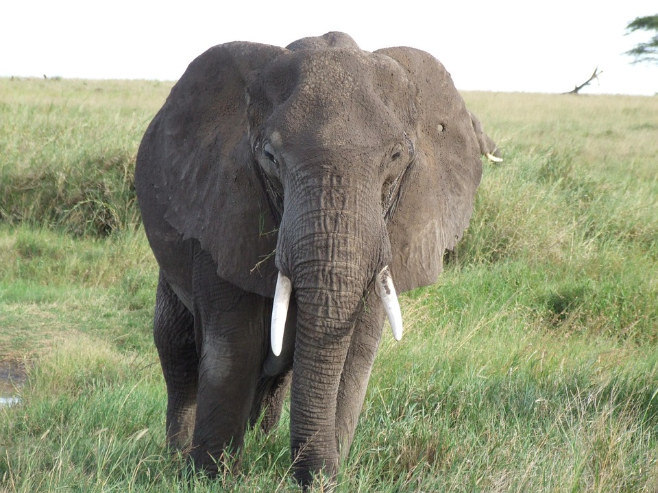 Tanzania Elephant Africa National - Free photo on Pixabay - Pixabay