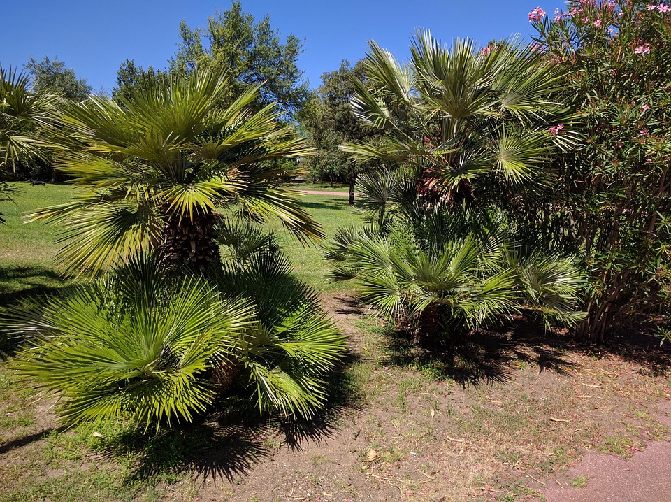 Palm Trees Park Meadow - Free photo on Pixabay - Pixabay