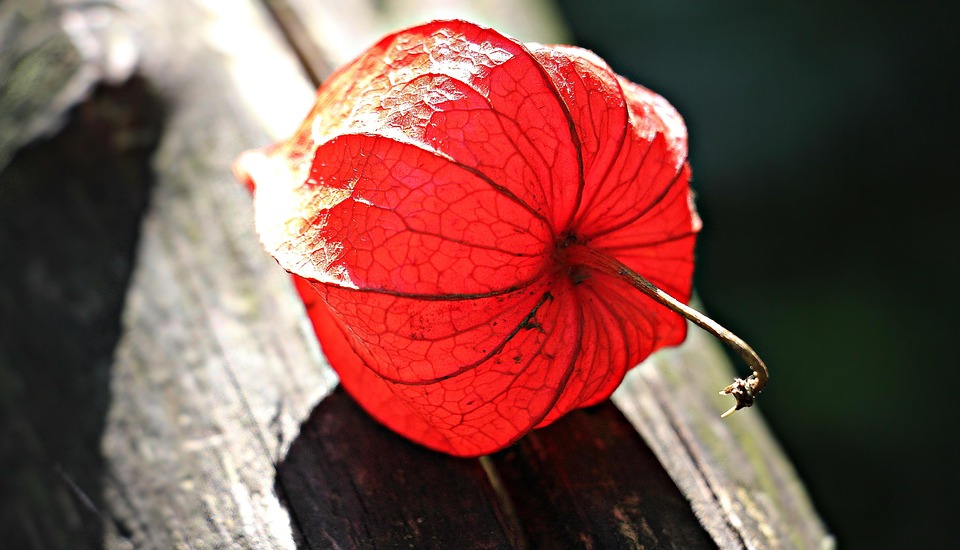 Lampion Flower Physalis Alkekengi - Free photo on Pixabay