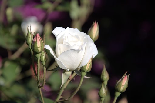 10+ Free Iceberg Rose & Iceberg Images - Pixabay