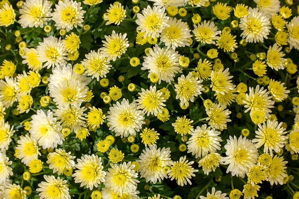 Flowers Yellow Green - Free photo on Pixabay - Pixabay