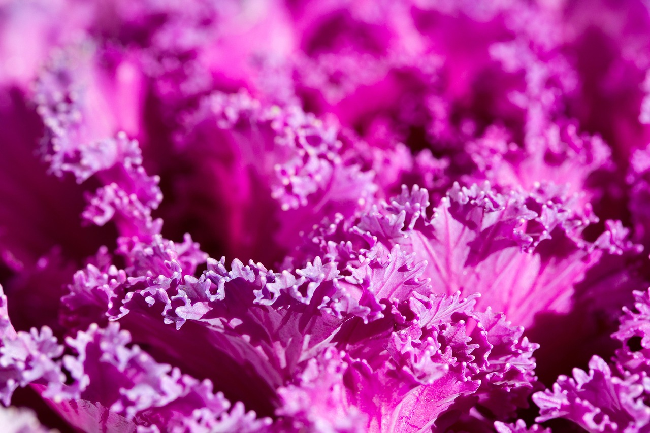 Lila Plant Abstract - Free photo on Pixabay - Pixabay
