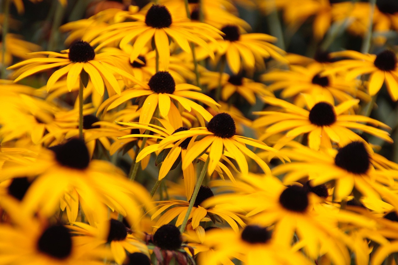 Autumn Flowers Fall Flower - Free photo on Pixabay - Pixabay