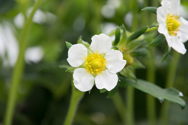 60,000+ Free Strawberry Flower & Nature Images - Pixabay
