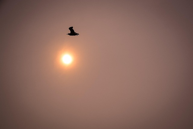 Pájaro Gaviota Sol - Foto gratis en Pixabay - Pixabay
