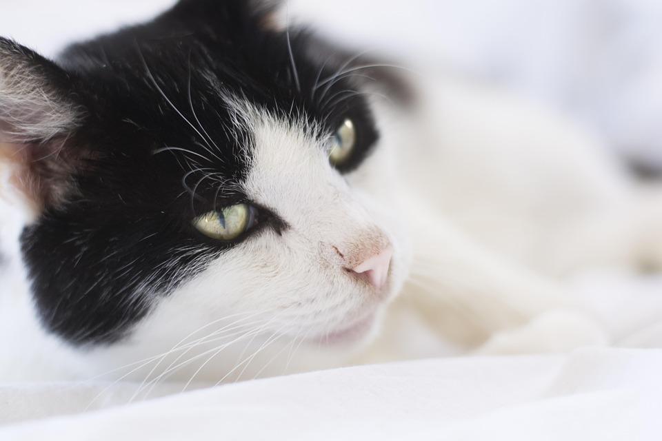 Cat Soft Animal - Free photo on Pixabay - Pixabay