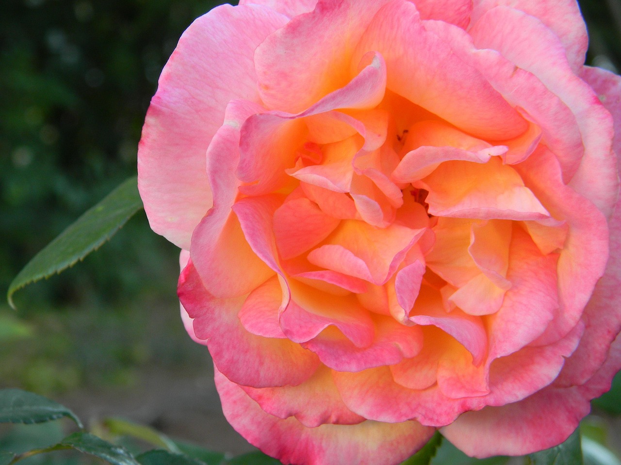 Rose Fleur Bloom - Photo gratuite sur Pixabay - Pixabay