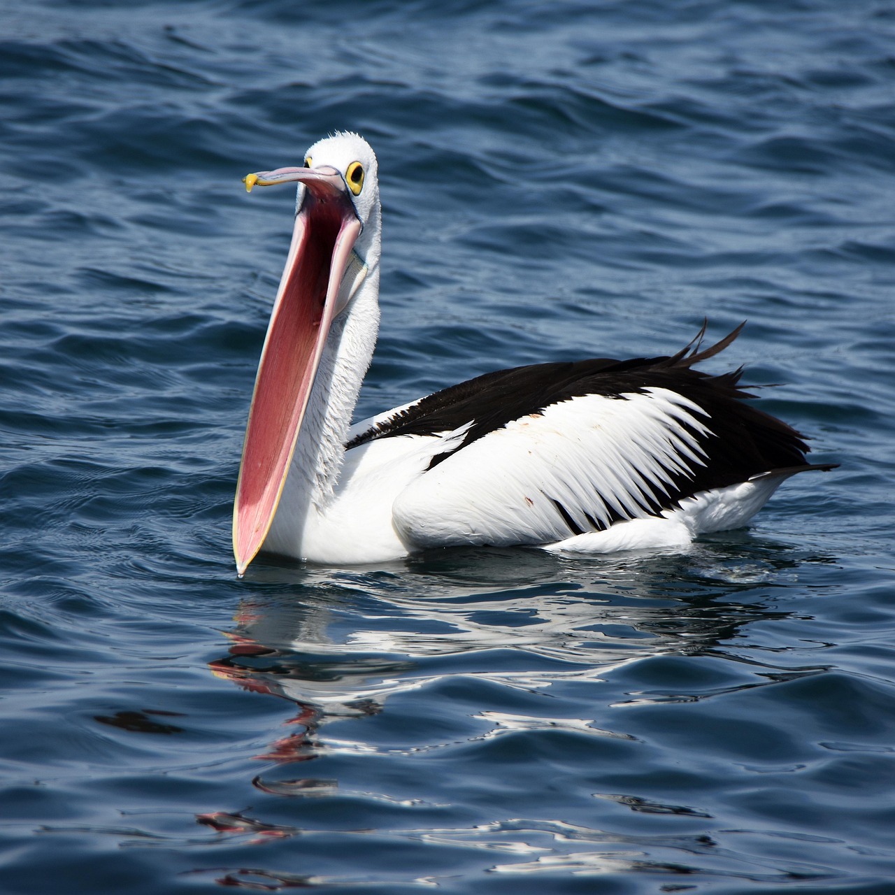 Pelican Beak Open - Free photo on Pixabay