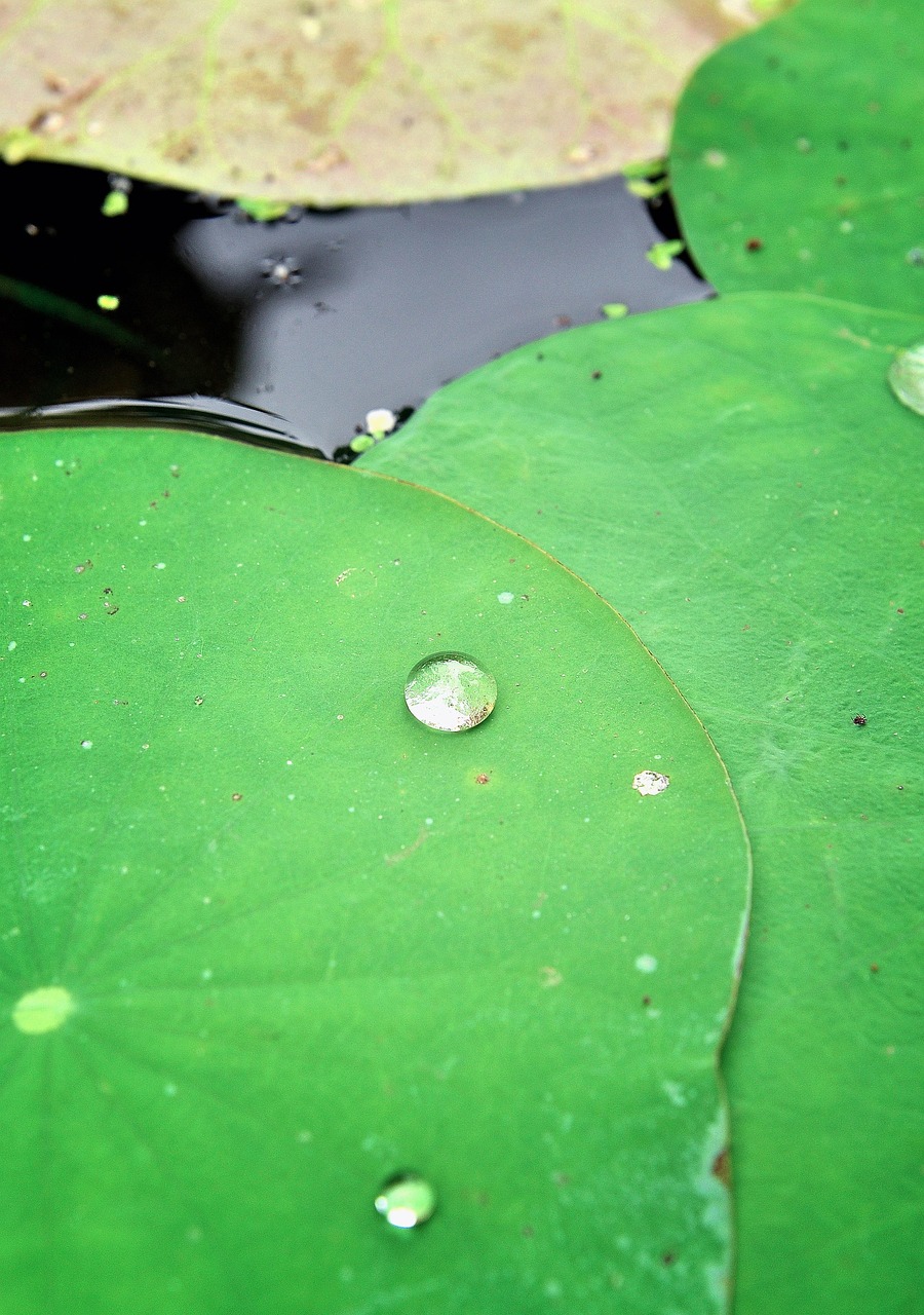 Lotus Feuille Vert - Photo gratuite sur Pixabay - Pixabay
