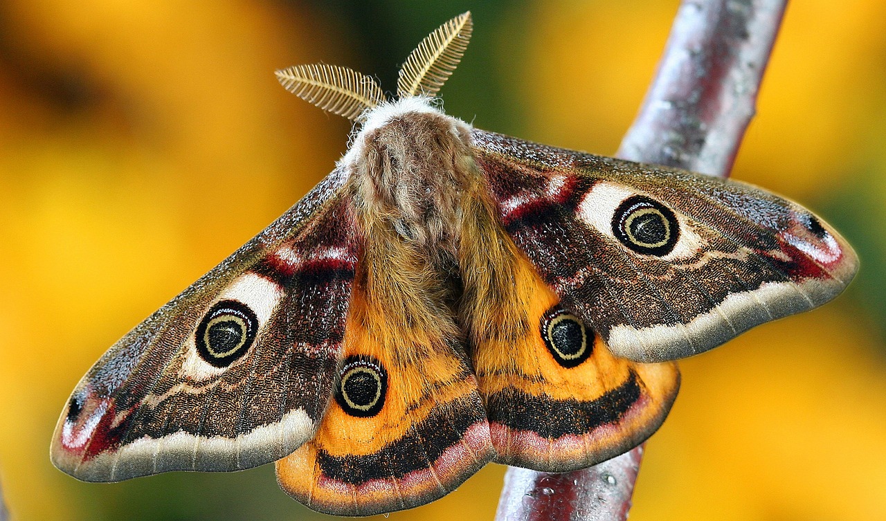 3 000 Free Luna Moth Moth Images Pixabay
