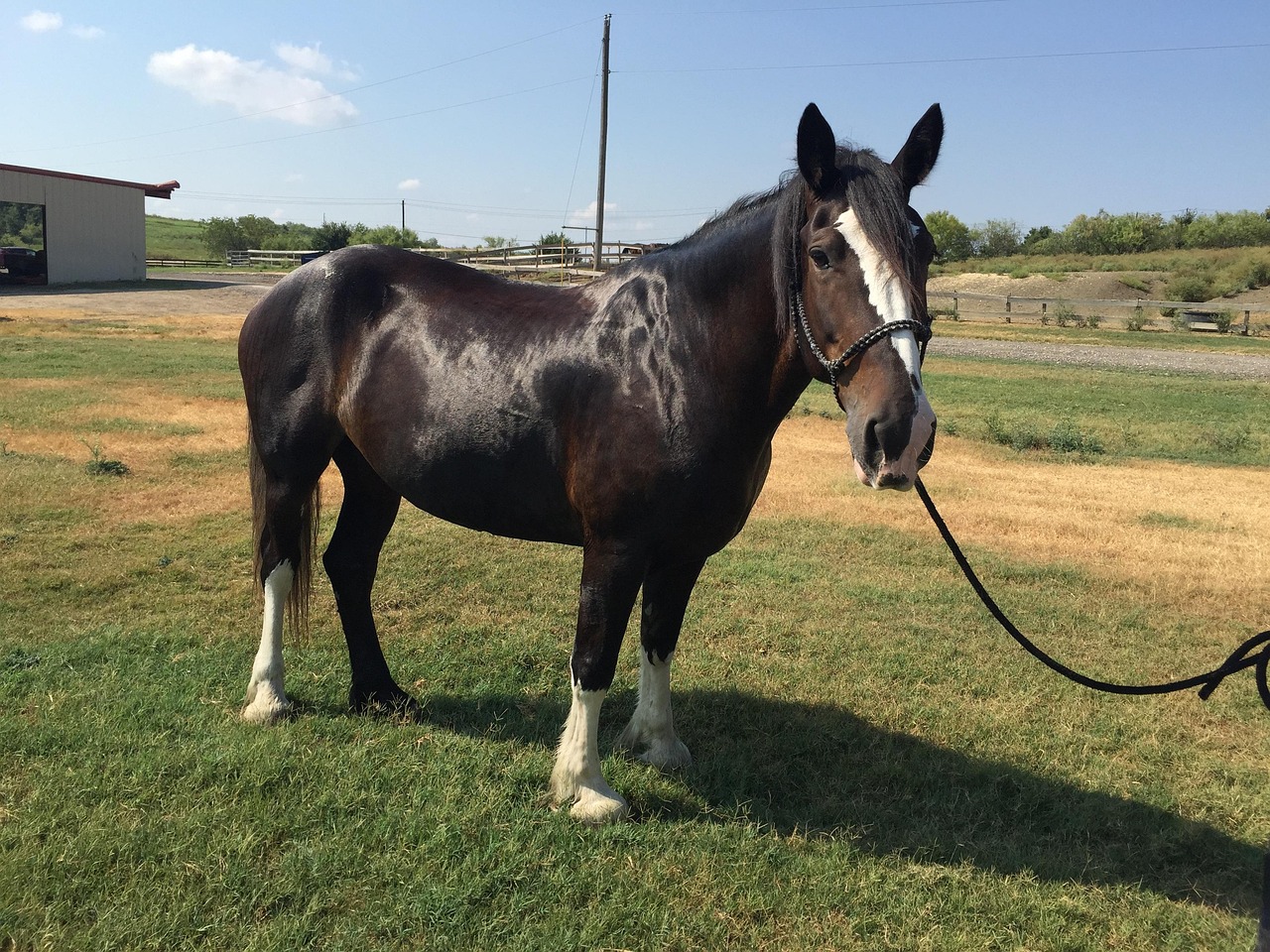 Kuda Clydesdale Penunggang - Foto gratis di Pixabay - Pixabay
