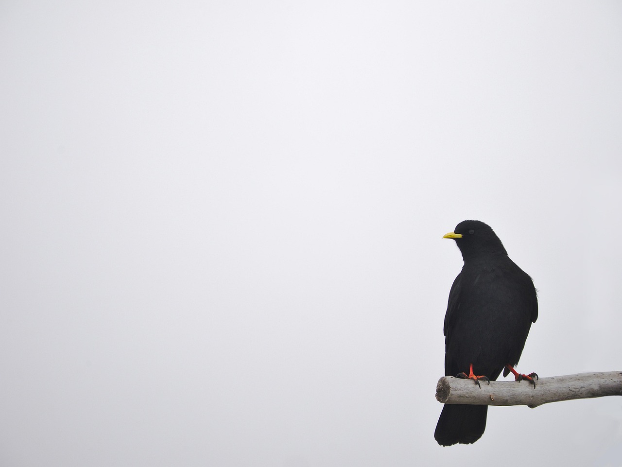 Daw Bird Wild - Free photo on Pixabay - Pixabay