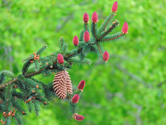 Konifer Pohon Cemara Kerucut - Foto gratis di Pixabay - Pixabay
