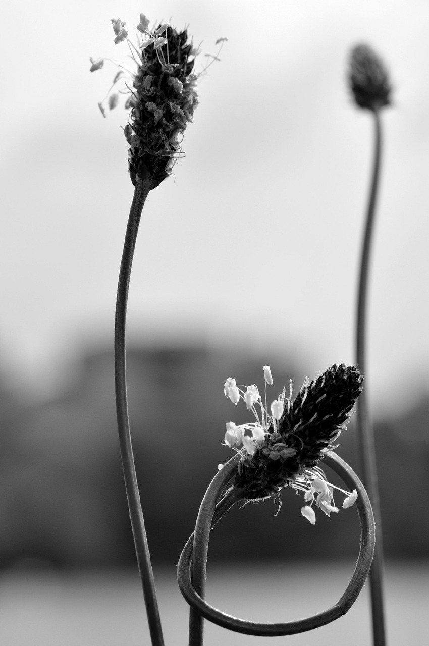Nature Node Plant Free Photo On Pixabay