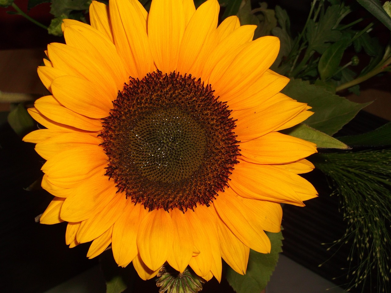Bunga Matahari Kuning Makro Musim - Foto gratis di Pixabay - Pixabay