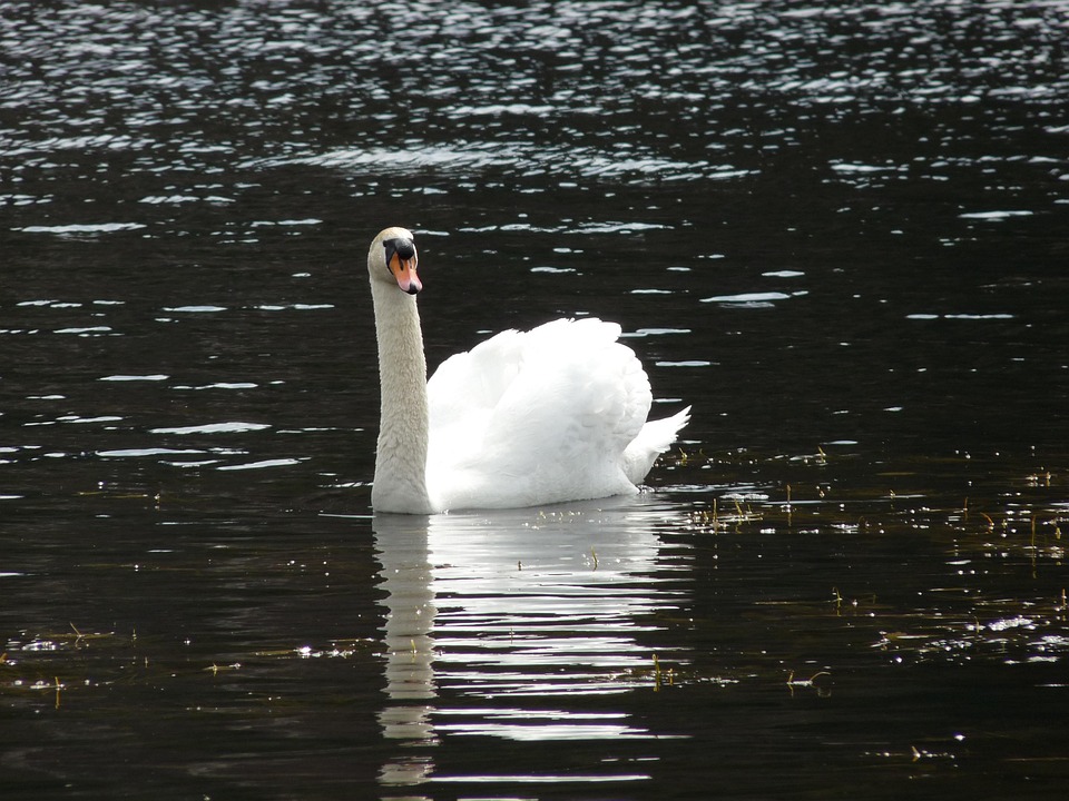 Swan Animal Bird - Free photo on Pixabay