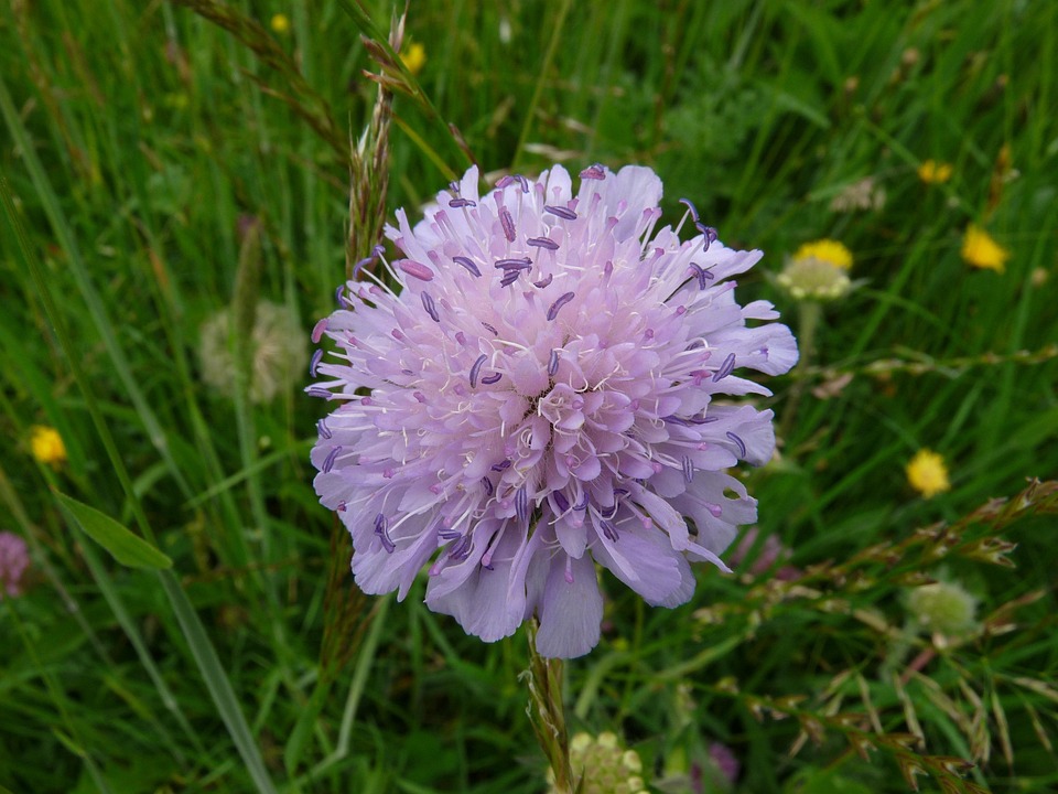 Scabiosa Flower Close Up - Free photo on Pixabay - Pixabay