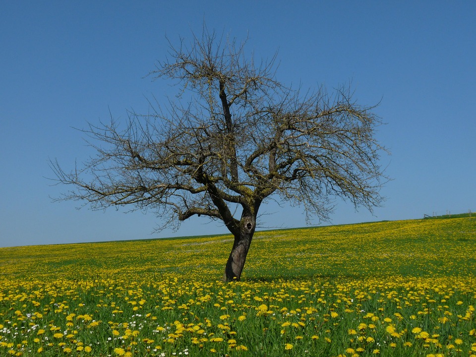 Dandelion Meadow Tree - Free photo on Pixabay
