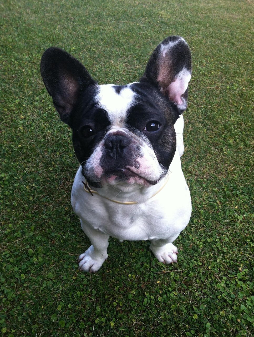 Cachorro Bulldog Francês - Foto gratuita no Pixabay - Pixabay