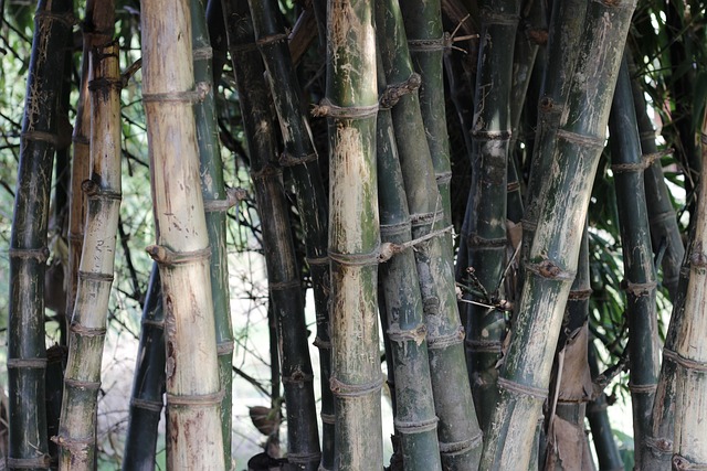 Bamboo Green Nature - Free photo on Pixabay