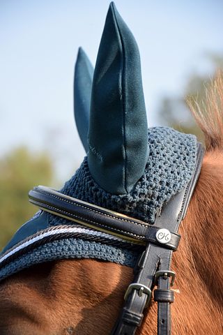 100+ Free Flying Horse & Horse Images - Pixabay