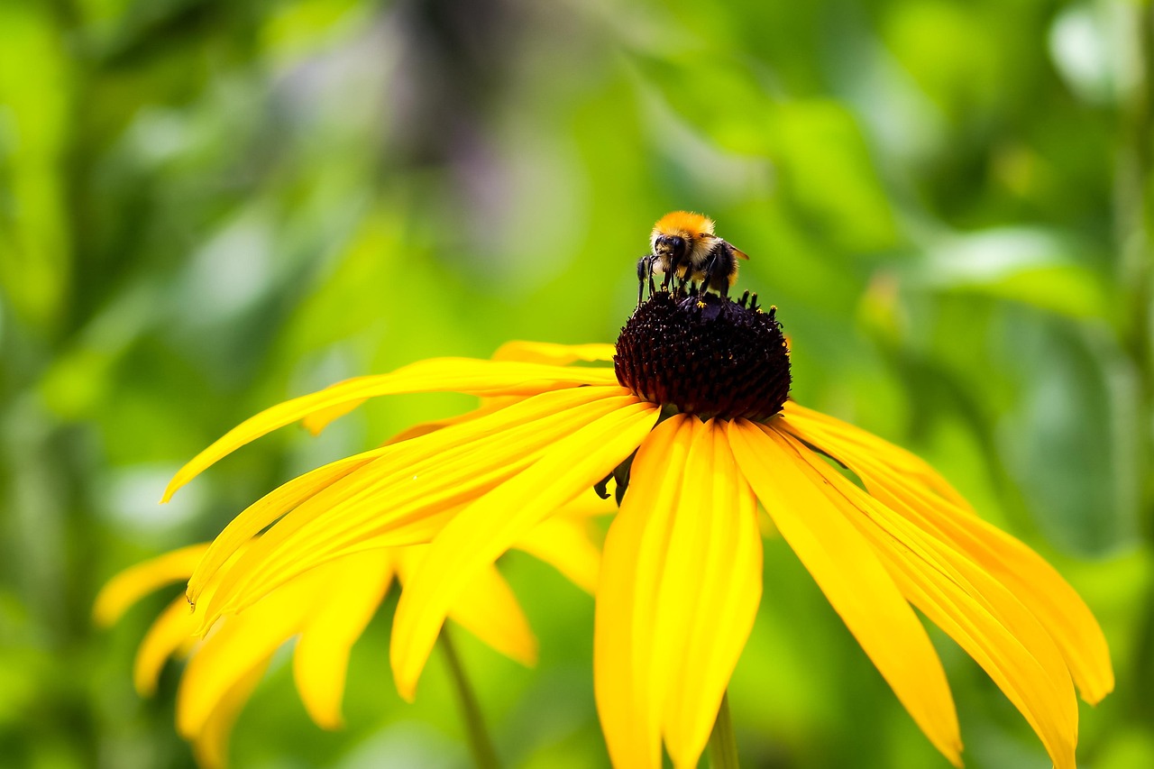 100+ Free Bombus & Bumblebee Photos - Pixabay