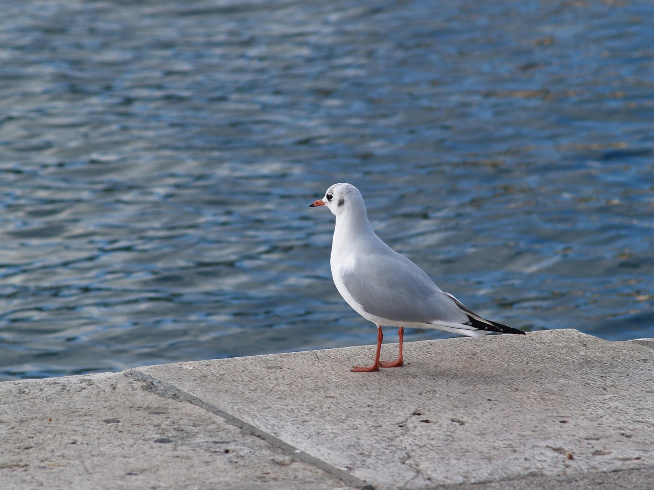 Sea Gull Animal Bird - Free photo on Pixabay - Pixabay